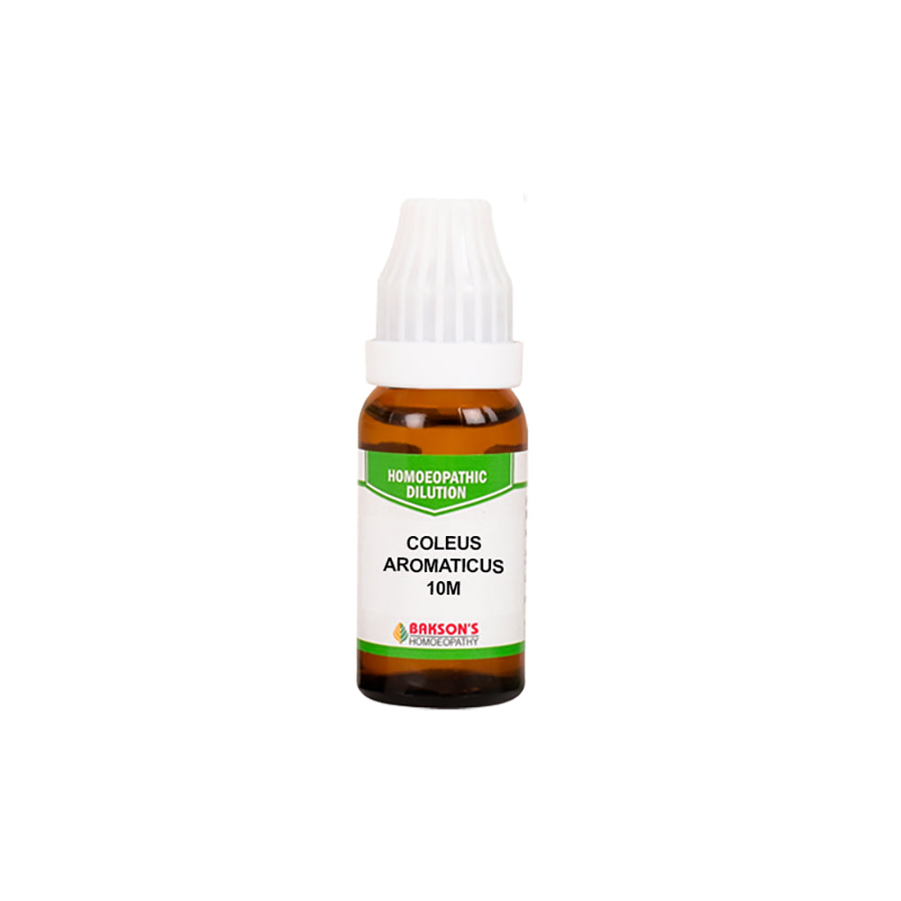 COLEUS AROMATICUS 10M – Buy Bakson