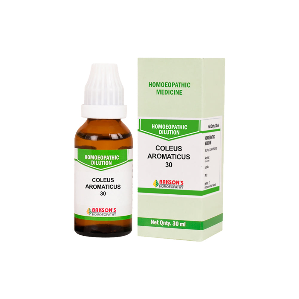 COLEUS AROMATICUS 30 – Buy Bakson